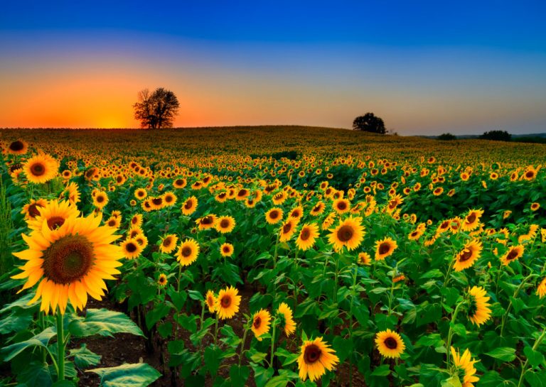 Phytoremediation Plants Used to Clean Contaminated Soil - Countryside